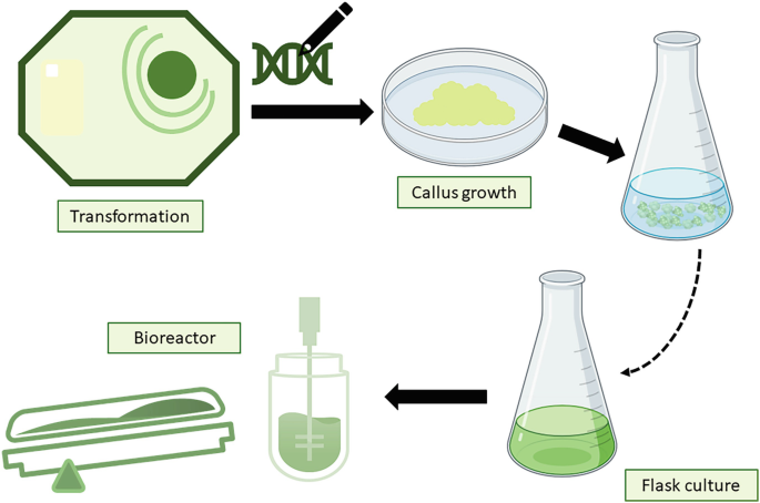 Genetic Engineering of Plants for Vaccine, Recombinant Protein, and ...
