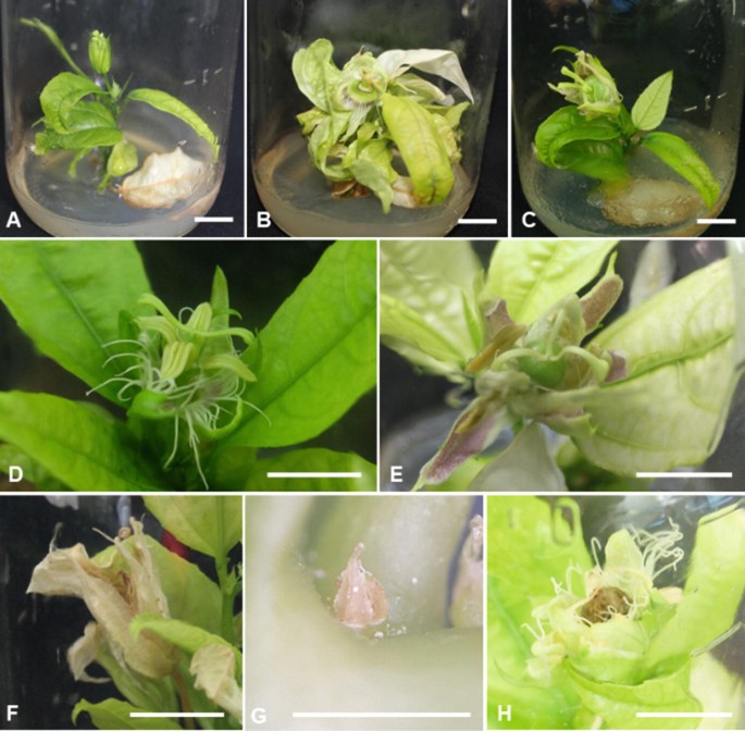 Positive Effect of Silver Nanoparticles in In Vitro Flowering and ...