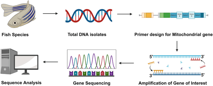 Mitochondrial Genes and Their Application in Fish Diversity Studies | SpringerLink