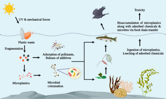 Microbial Ecology in Microplastics: Impact on Aquatic Ecosystems and ...