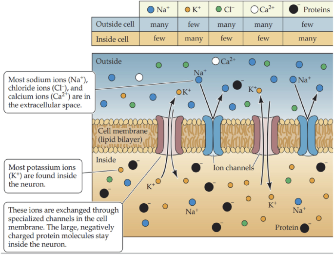 Unveiling the Mystery of Membrane Potential in a Neuron | SpringerLink