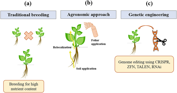 Biofortification Techniques: Breeding, Agronomic and Biotechnological ...