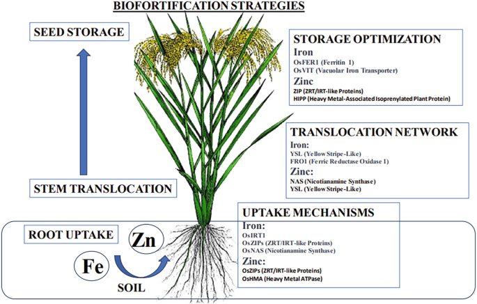 Biofortification of Iron and Zinc in Cereal Crops: A Genetic ...