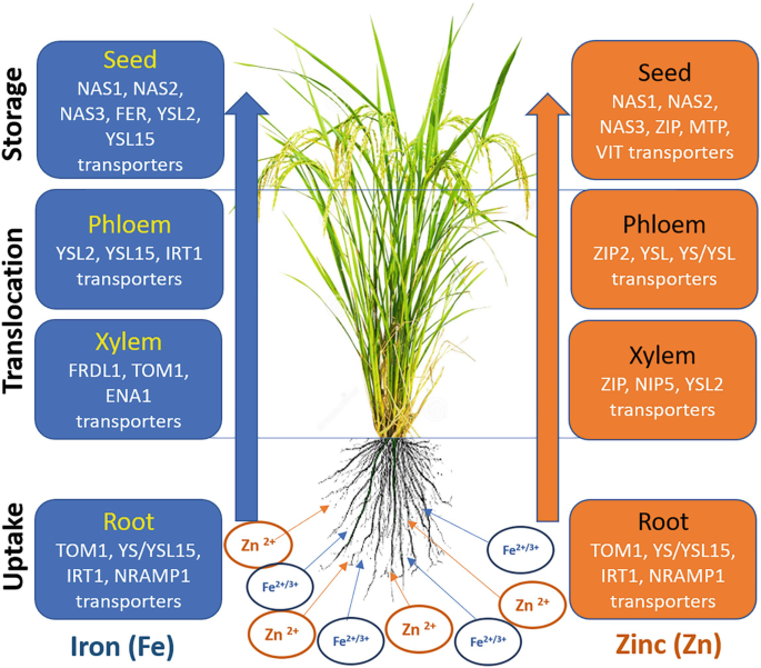 Biofortification of Rice: Enhancing Nutritional Value by Genetic ...