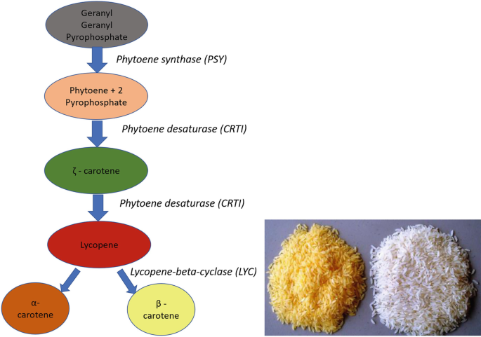 Biofortification of Rice: Enhancing Nutritional Value by Genetic ...