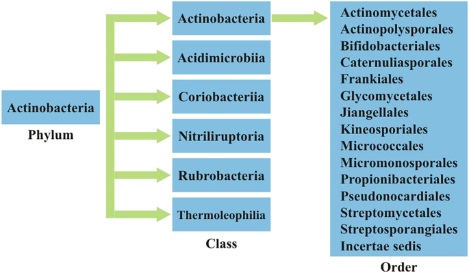 Actinobacteria: Potential Natural Synthesizers of Bioactive Compounds Having Multidimensional ...