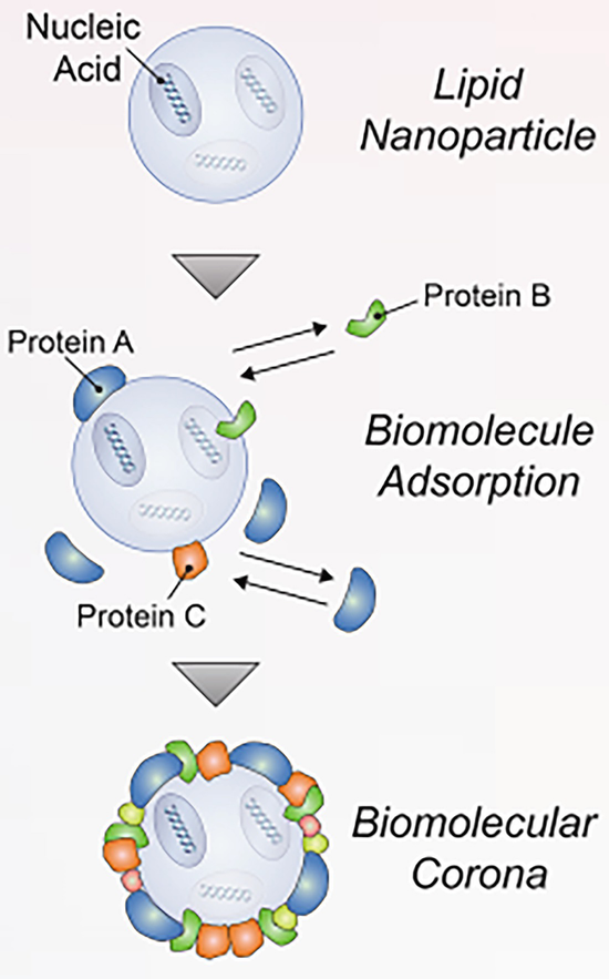 Computational Designing in Nanomedicine | SpringerLink