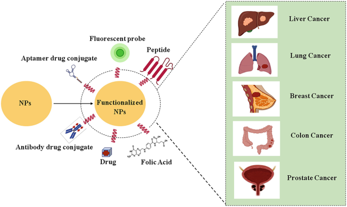 Functionalized Nanoparticles for Cancer Therapy | SpringerLink
