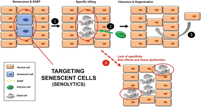 Introduction to Senotherapies | SpringerLink