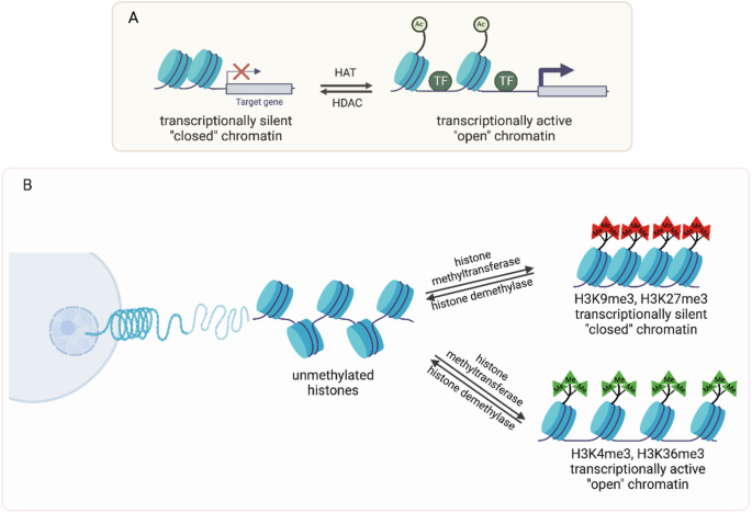 The Epigenetic Impact of the Human Microbiota on Host Cells | SpringerLink