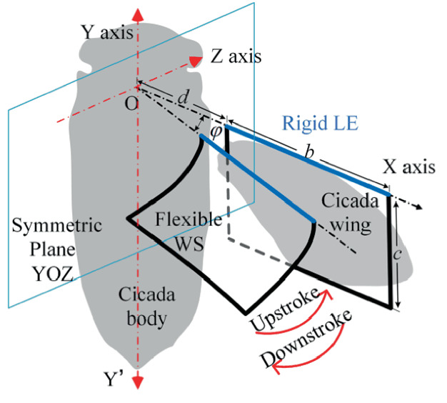 Noise Analysis of Insect-Scale Flapping Wing with Fluid Structure Interaction | SpringerLink