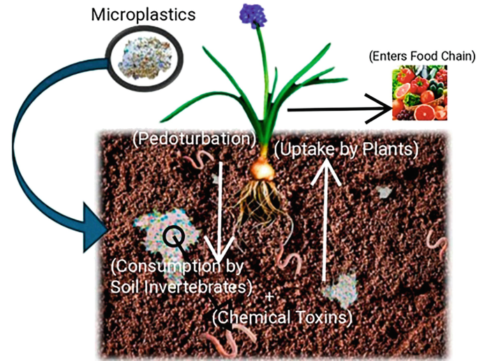 Environmental Risks and Hazards of Microplastics | SpringerLink