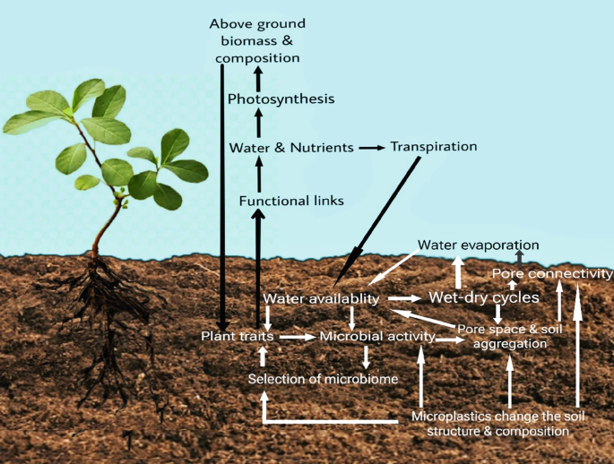 Microplastics in Crops | SpringerLink