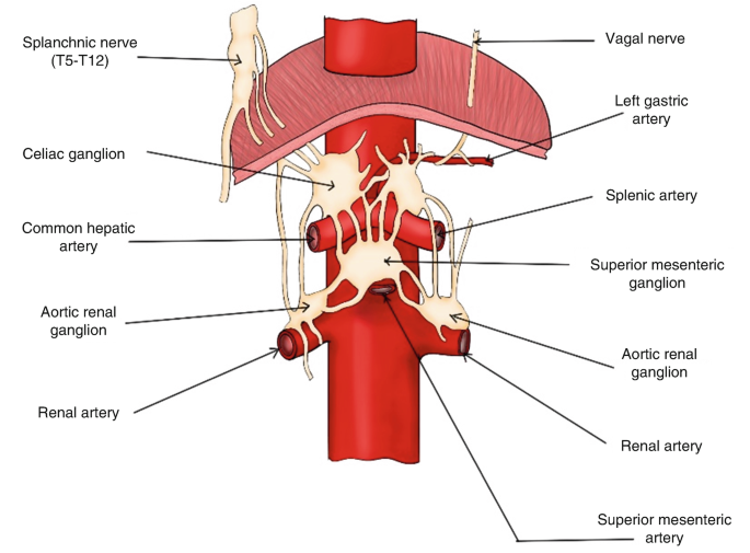 Sympathetic Nerve Blocks | SpringerLink