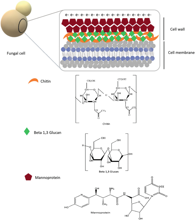 Mycosorption and Mycoremediation: Fungi as the Tools for Heavy Metal ...