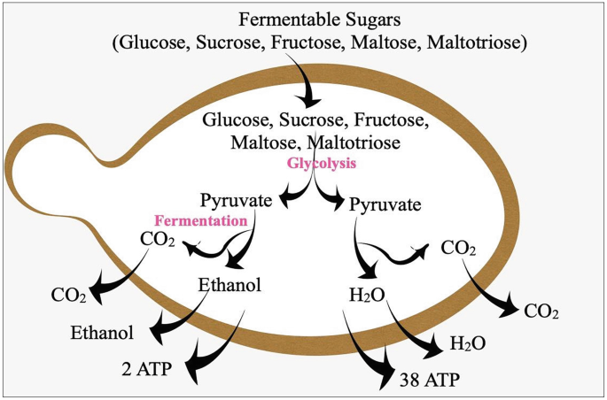 Saccharomyces cerevisiae: A Facultative Anaerobe for Ethanol Fermentation Using Organic Waste ...