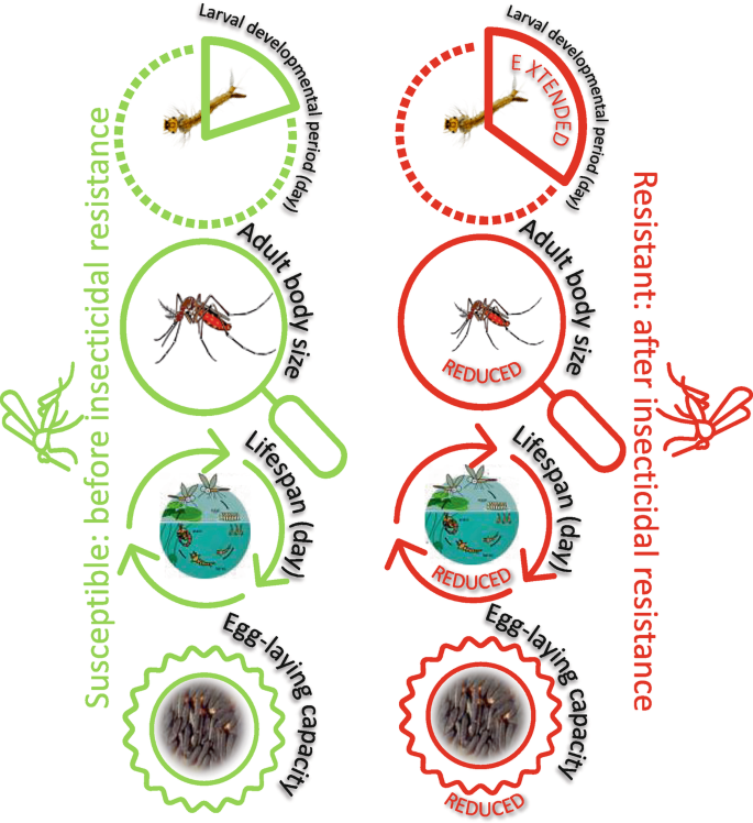 Insecticidal Resistance and Counter Mechanism in Mosquitoes: A ...