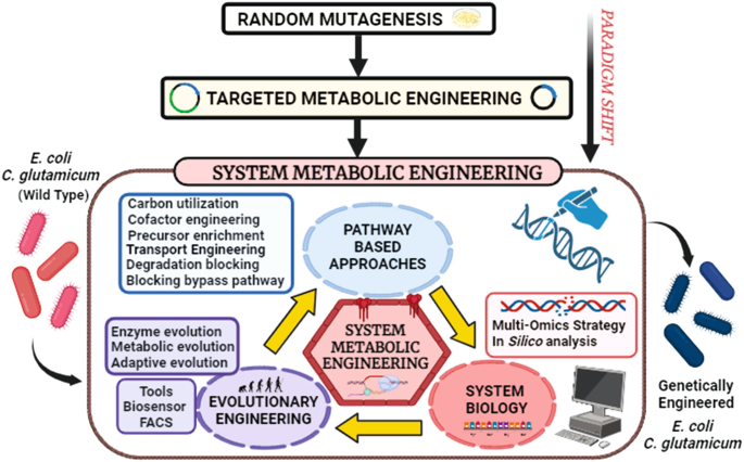 Microbial Production of Amino Acids and Their Applications in Health and Nutrition Sectors ...