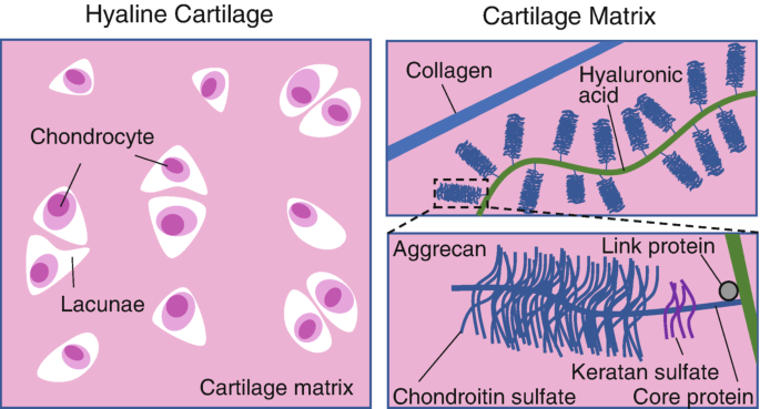 Polysaccharide-Based Cell Scaffolds for Cartilage Regeneration ...