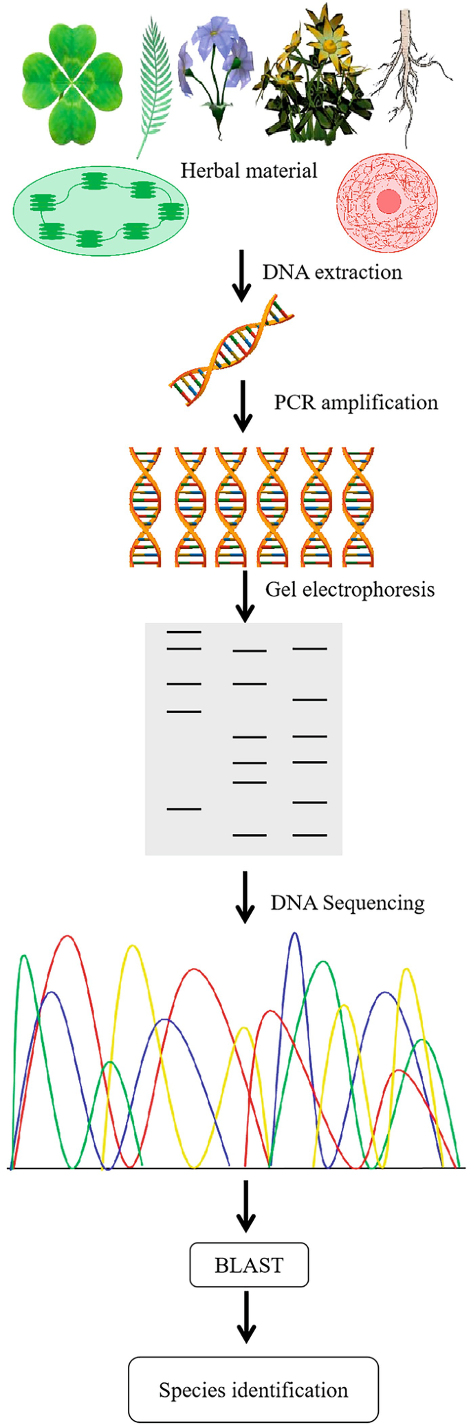 Advancements in Medicinal Plants Genome Sequencing to Revolutionize ...