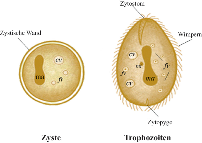 Balantidiose | SpringerLink
