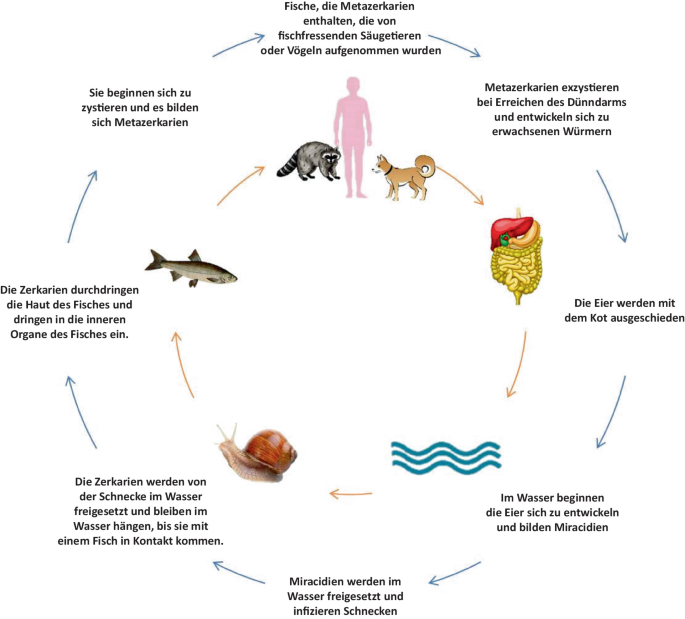 Nanophyetus-Infektion | SpringerLink