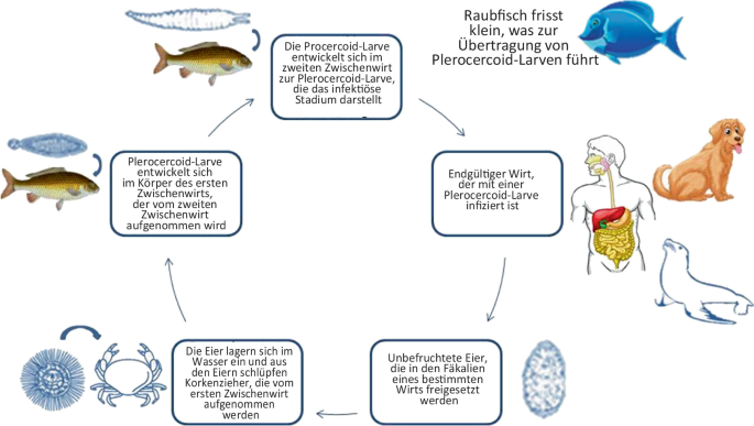 Diphyllobothriose | Springer Nature Link