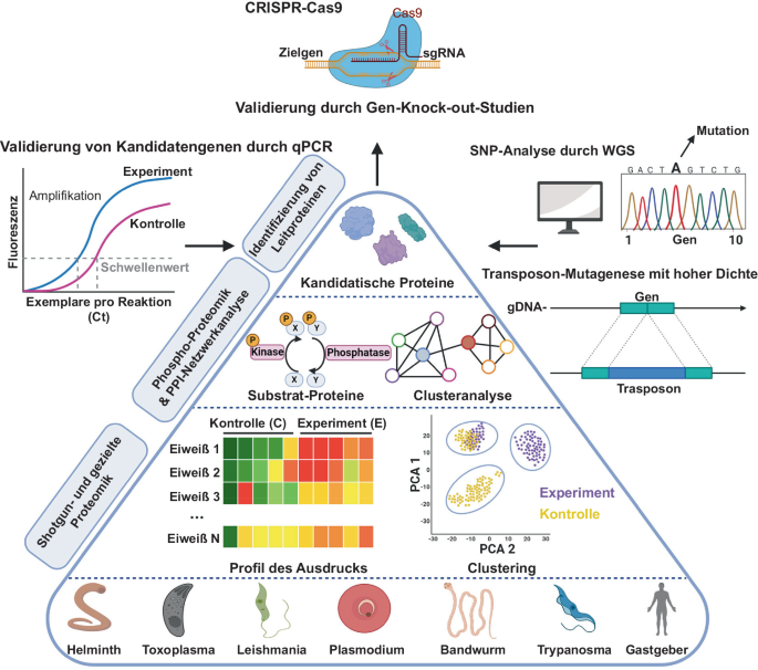 Parasitenproteomik | SpringerLink