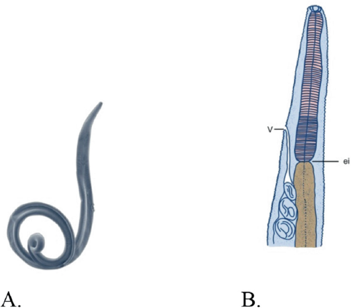 Thelaziose | SpringerLink