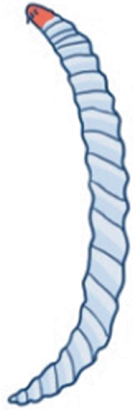 Pentastomiasis | SpringerLink