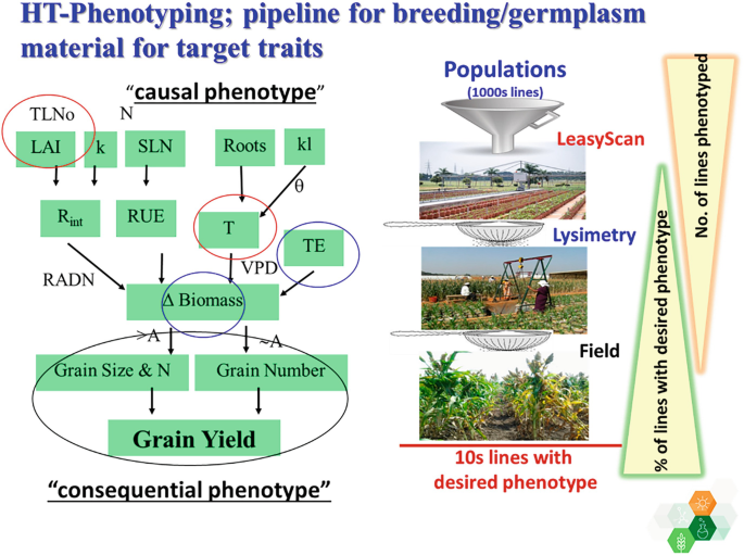 Adaptability and Cultivation of Sorghum Under Climate Change Scenarios | SpringerLink