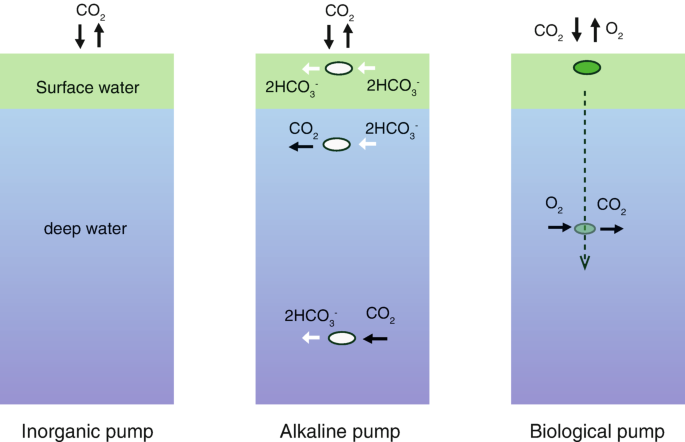Coupling of Carbon and Silica in the Oceans | SpringerLink
