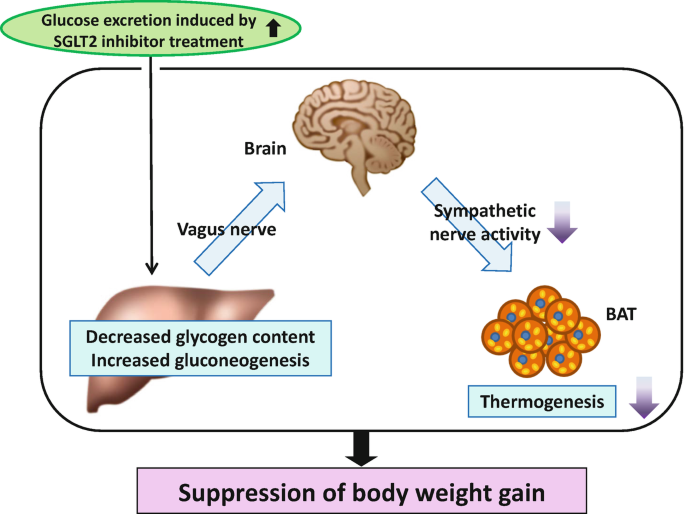 Inter-Organ Communication Involved in Brown Adipose Tissue ...