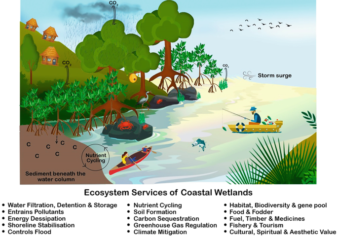 Preserving the Blue Carbon: The Role of Coastal Wetlands in Sustainable ...