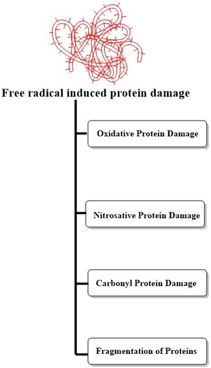 Free Radicals and Their Relation to Diseases and Protection Against ...