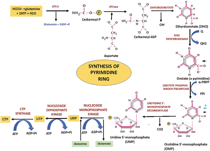 Nucleic Acid Metabolism and Disorders | SpringerLink