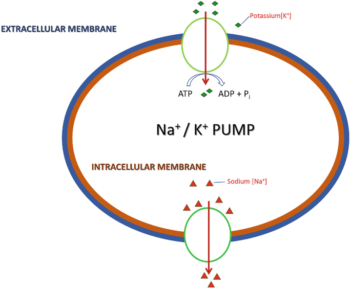 Electrolytes and Acid-Base Disorders | SpringerLink
