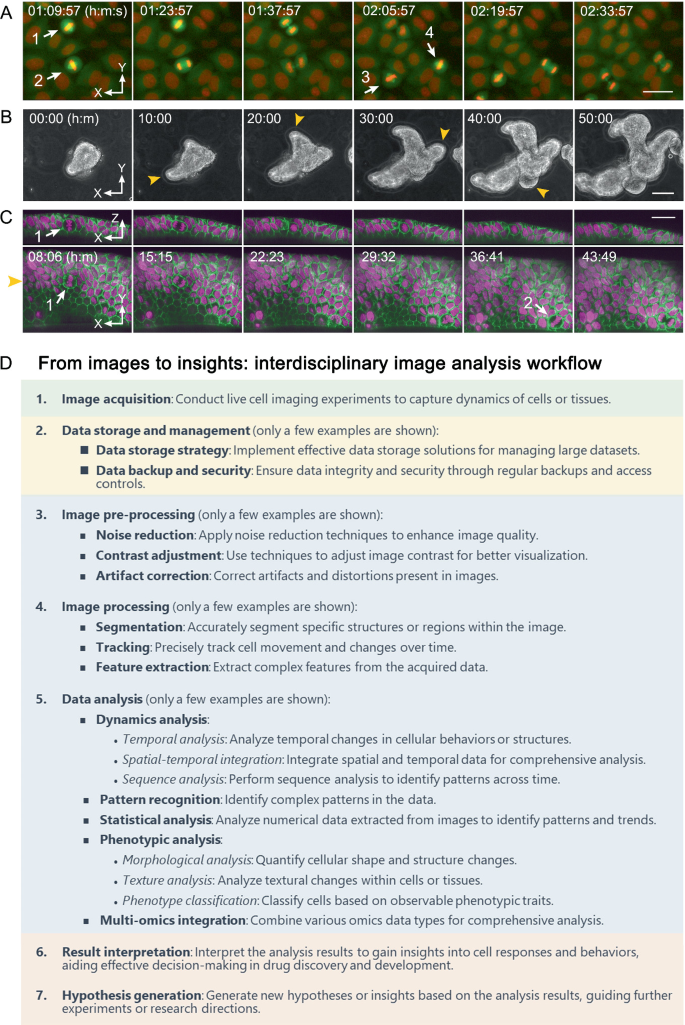 Potential of High-Spatiotemporal Resolution Live Cell Imaging for Drug ...