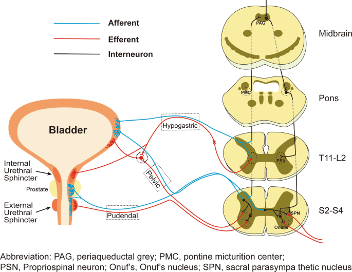 Knowledge of Urinary System Anatomy Is the Basis of CIC | SpringerLink