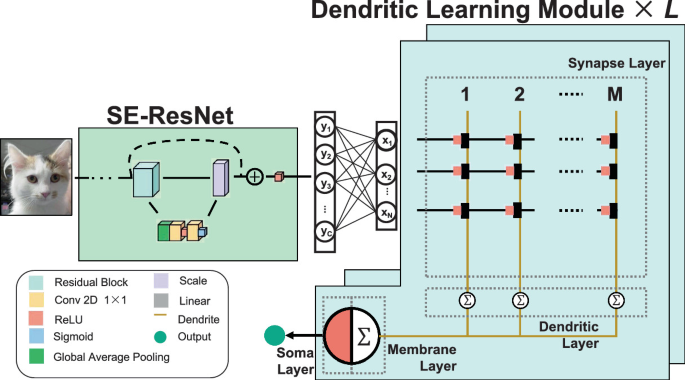 Dendritic SE-ResNet Learning for Bioinformatic Classification | SpringerLink