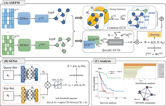 Learning an Adaptive Self-expressive Fusion Model for Multi-omics ...