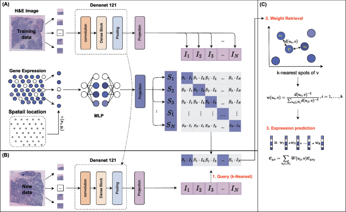 Spatial Gene Expression Prediction from Histology Images with STco | SpringerLink