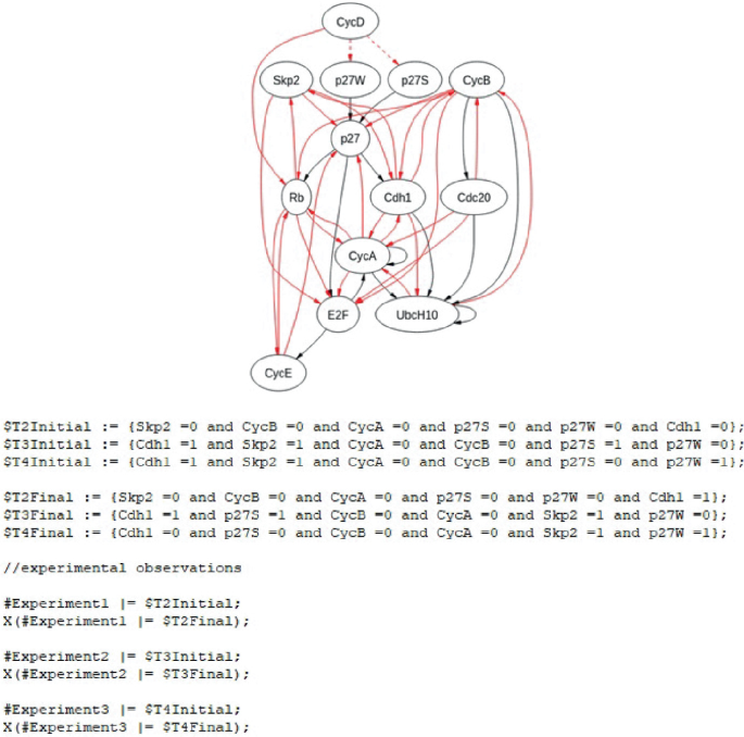 Synthesis of Boolean Networks with Weak and Strong Regulators | SpringerLink
