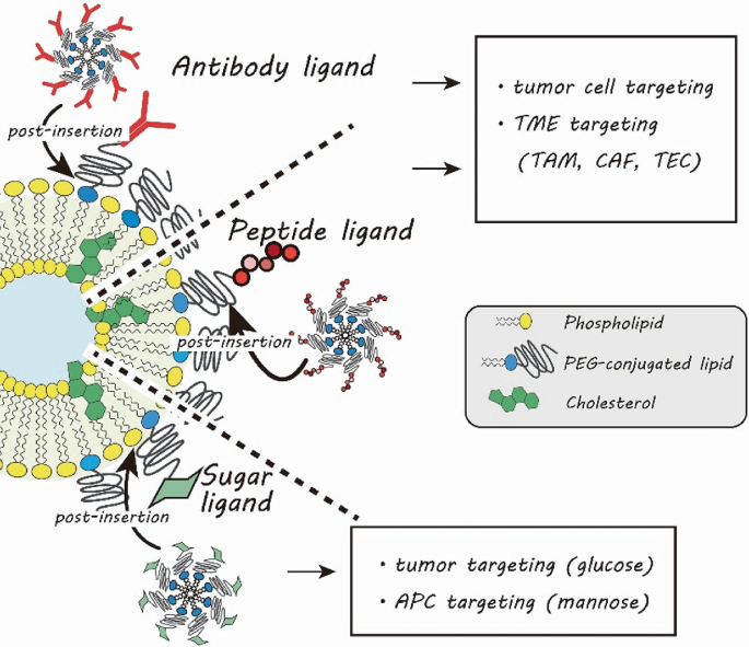 Targeted Drug Delivery for Cancer Therapy Using Functionalized ...