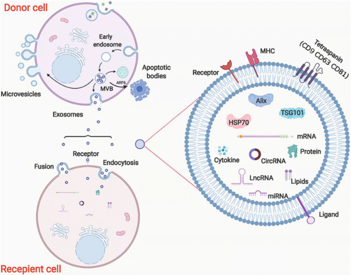 Extracellular Vesicles: Tiny Packages with Big Potential | Springer ...
