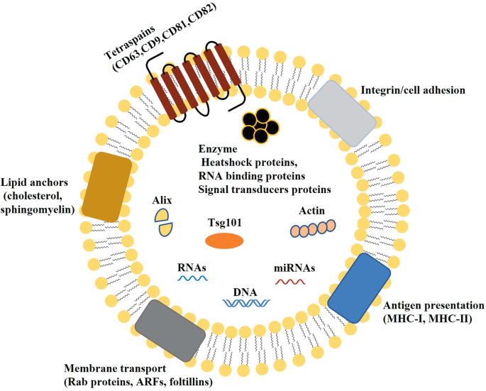 Regulation and Mechanisms of Exosome Cargo Selection and Secretion ...