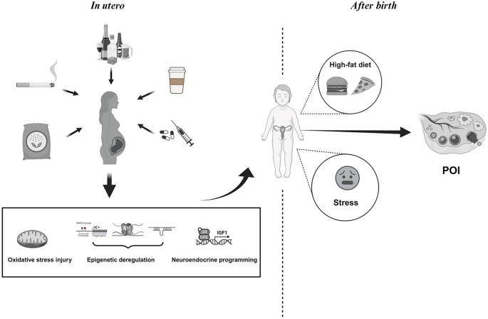 Fetal Origin of Premature Ovarian Insufficiency | Springer Nature Link
