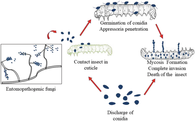 Entomopathogenic Fungi as Biopesticides for Sustainable Agriculture | SpringerLink