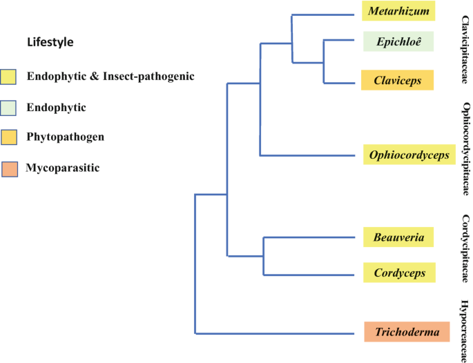 Endophytic Entomopathogenic Fungi: Biology and Applications | SpringerLink