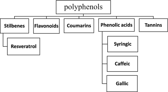 Polyphenols and TBI | SpringerLink